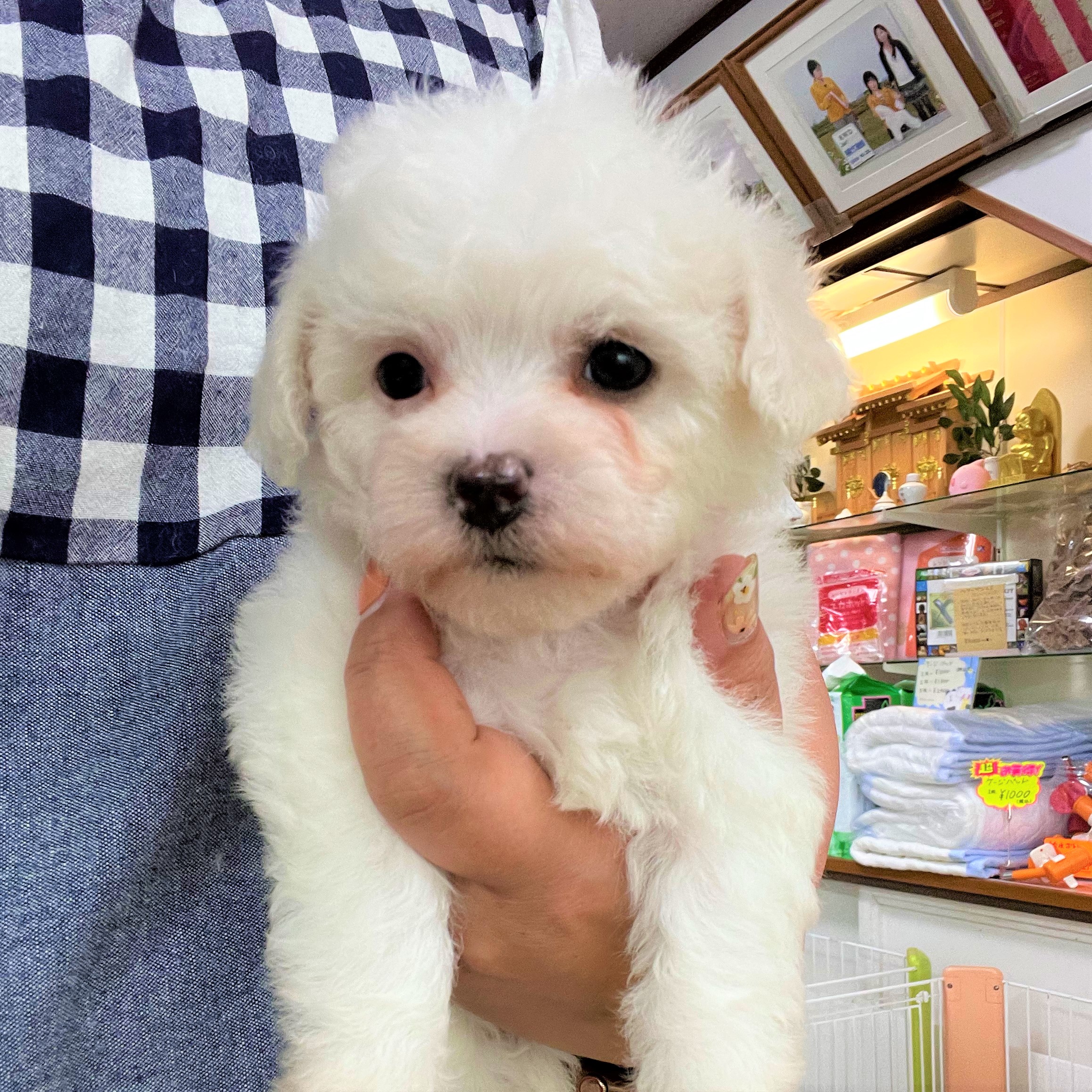 ヒメ♀9.11 BFR23-111 |大阪のプードル専門店 Wan Link（ワンリンク）